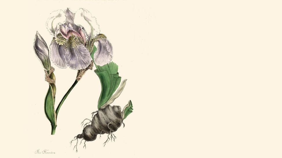 Orris: The world’s rarest perfume ingredient - BBC Travel