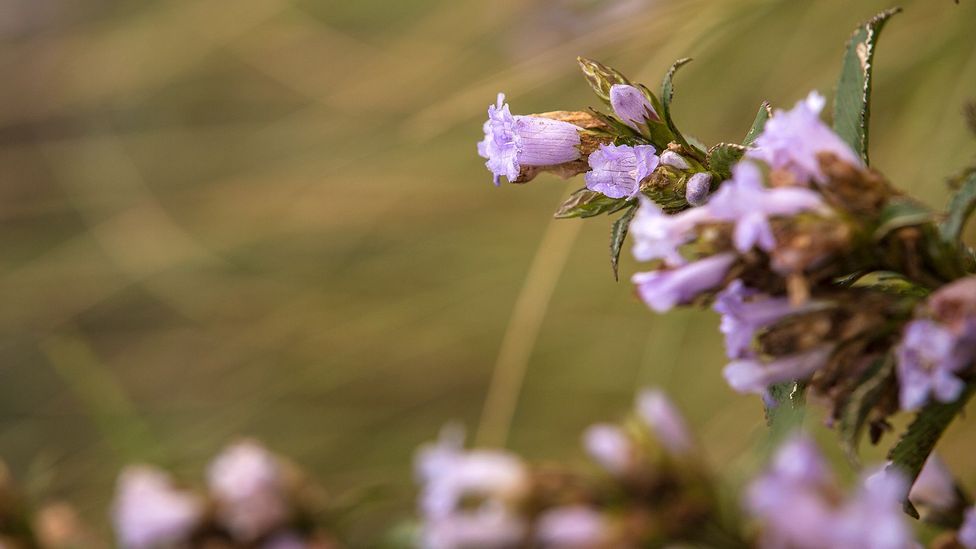 India's flower that blooms every 12 years - BBC Travel
