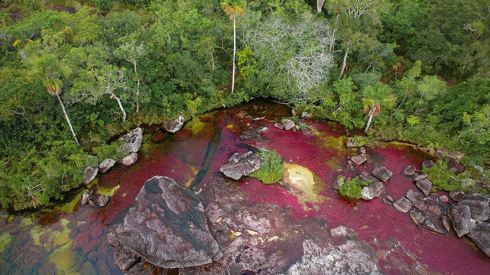 Colombia’s river of five colours - BBC Travel