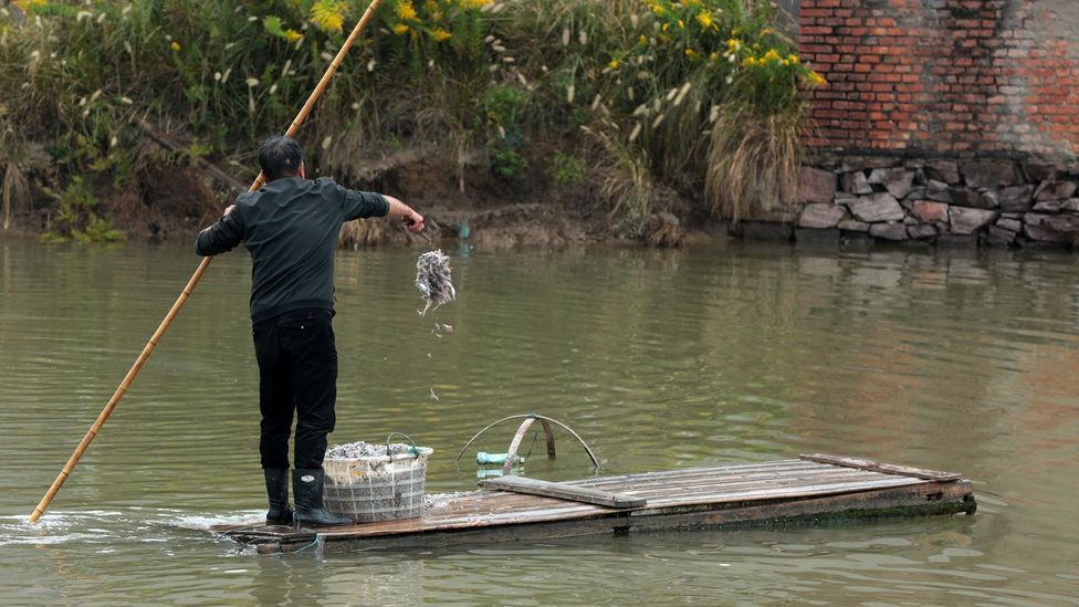 China’s colossal columns carved by nature - BBC Travel