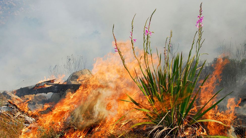 South Africa’s flammable floral kingdom - BBC Travel