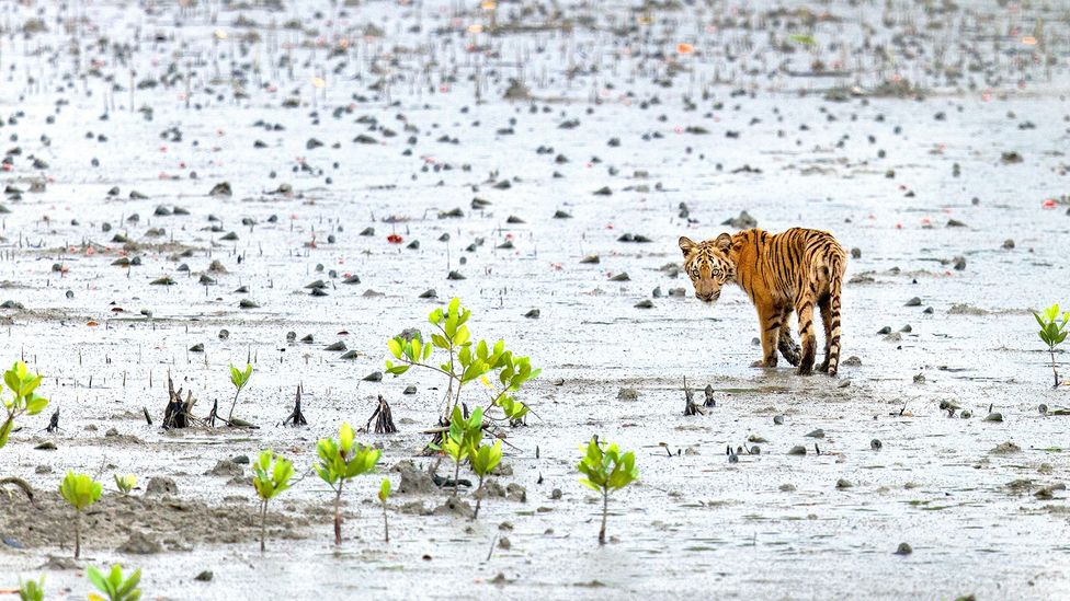 The people who live with tigers - BBC Travel