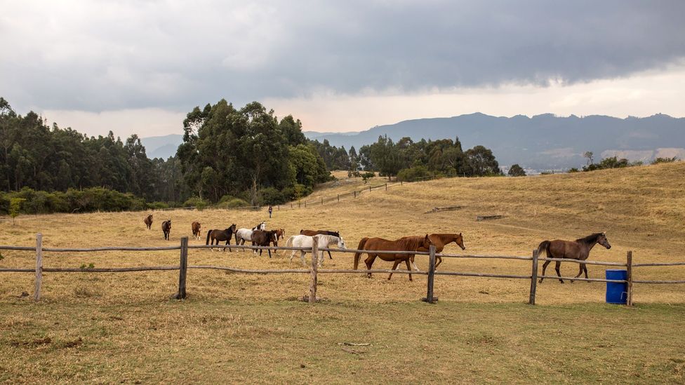 Colombia’s indomitable ‘horse whisperer’ - BBC Travel