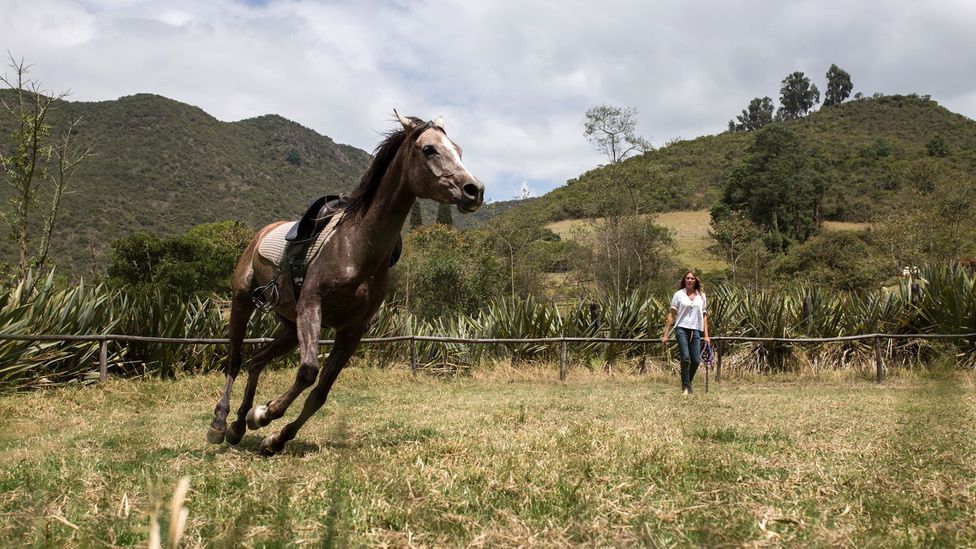Colombia’s indomitable ‘horse whisperer’ - BBC Travel