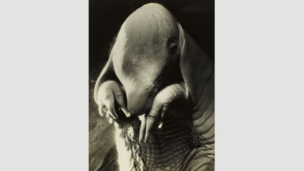 Why Dora Maar is much more than Picasso’s Weeping Woman - BBC Culture