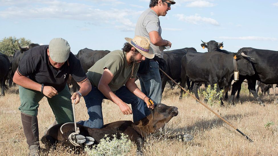 How transhumance is the future - BBC Travel