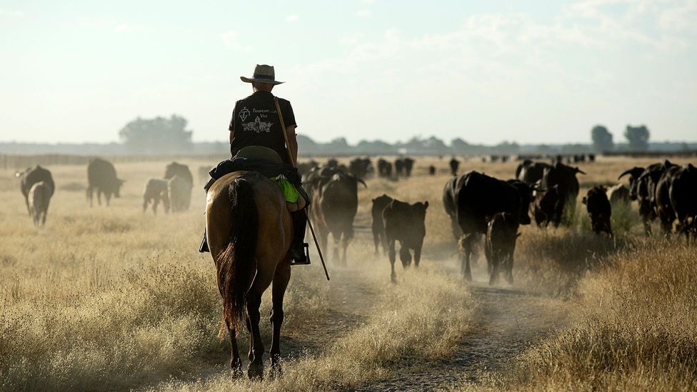 How transhumance is the future - BBC Travel