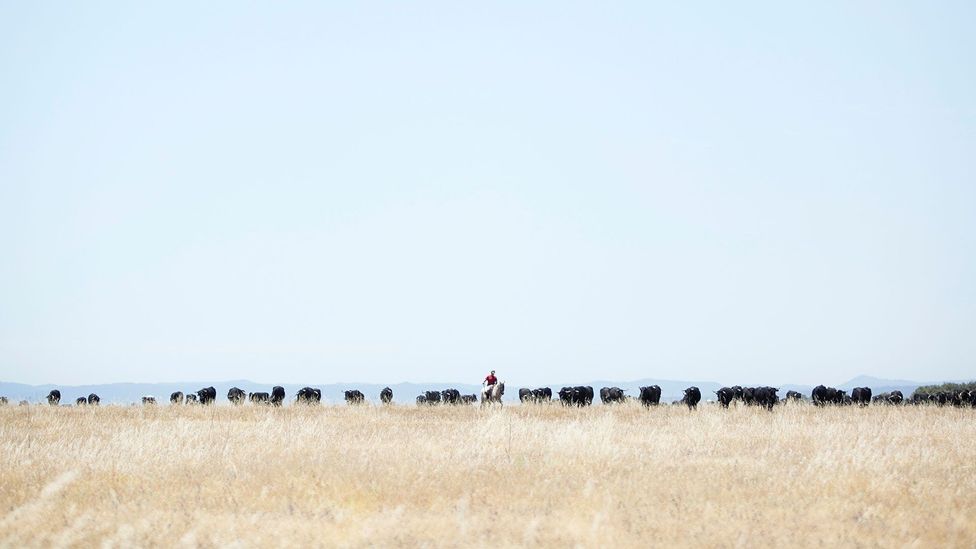 How transhumance is the future - BBC Travel