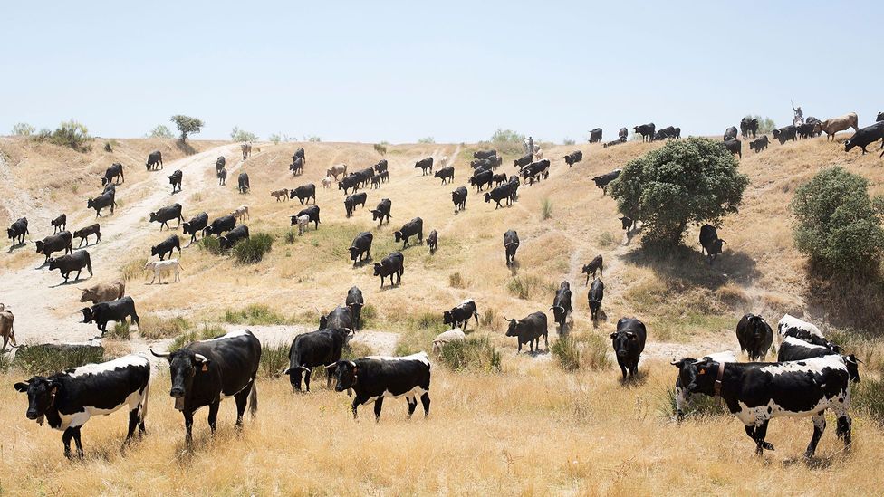 How Transhumance Is The Future BBC Travel How Transhumance Is The Future BBC Travel