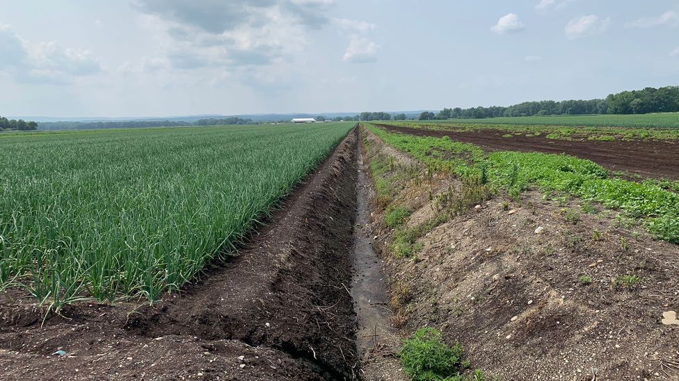 New York’s beloved ‘black dirt’ onions - BBC Travel