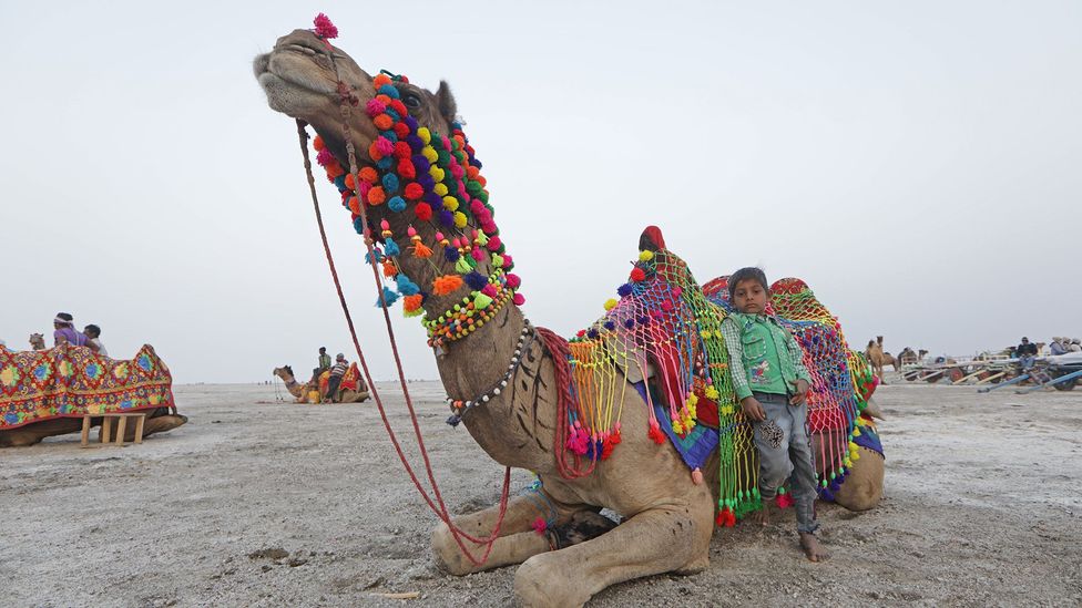 India’s surreal salt desert - BBC Travel