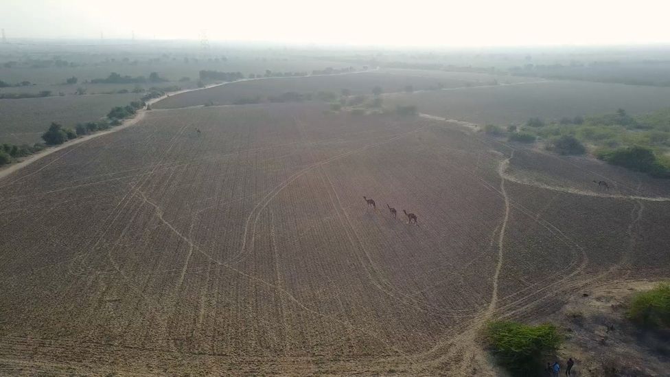 India’s surreal salt desert - BBC Travel