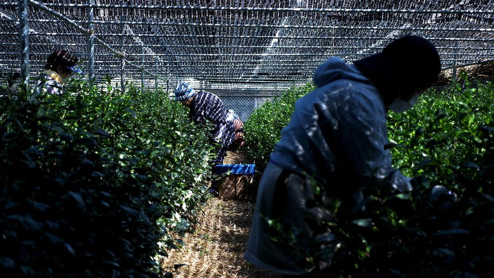 Japan's most prestigious matcha - BBC Travel