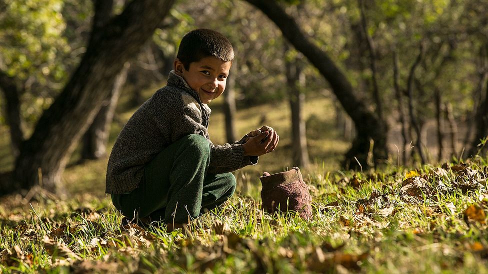 The world’s largest walnut harvest - BBC Travel