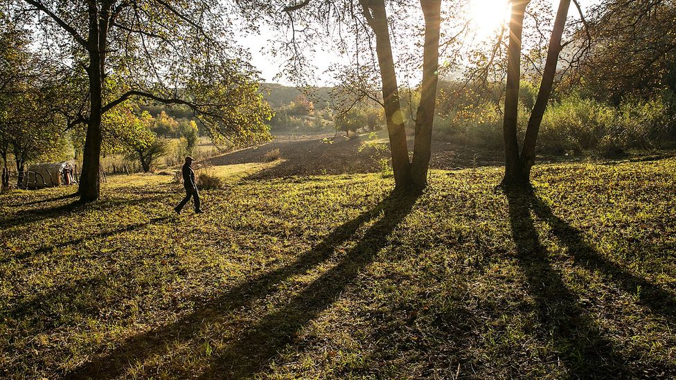 The world’s largest walnut harvest - BBC Travel