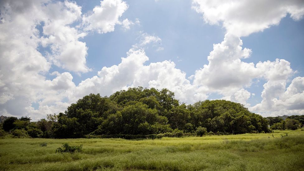 Thimmamma Marrimanu: The world’s largest single tree canopy - BBC Travel
