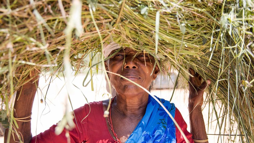 Thimmamma Marrimanu: The world’s largest single tree canopy - BBC Travel