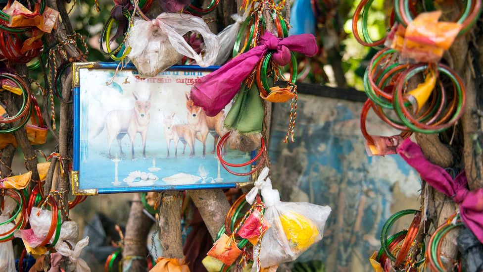 Thimmamma Marrimanu: The world’s largest single tree canopy - BBC Travel
