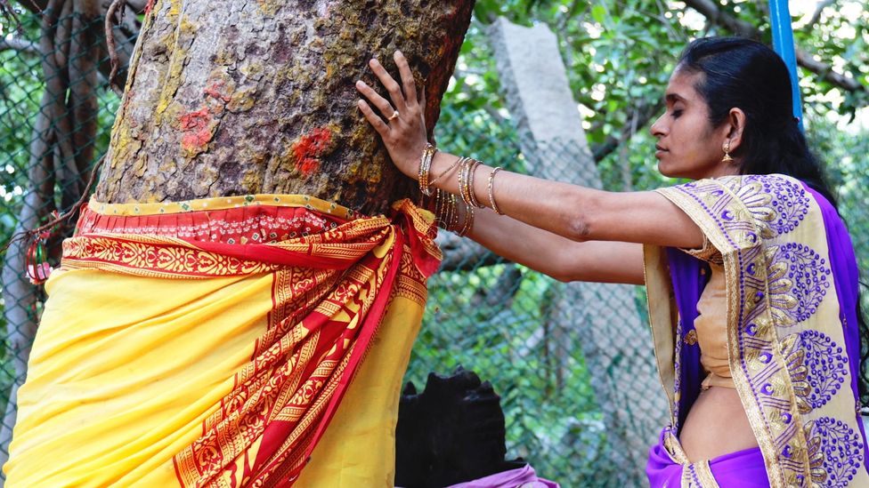 Thimmamma Marrimanu: The world’s largest single tree canopy - BBC Travel