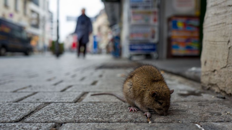Does city life make animals smarter? - BBC Future