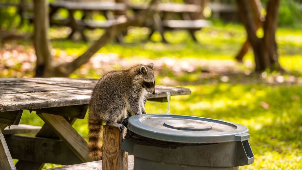 Does city life make animals smarter? - BBC Future