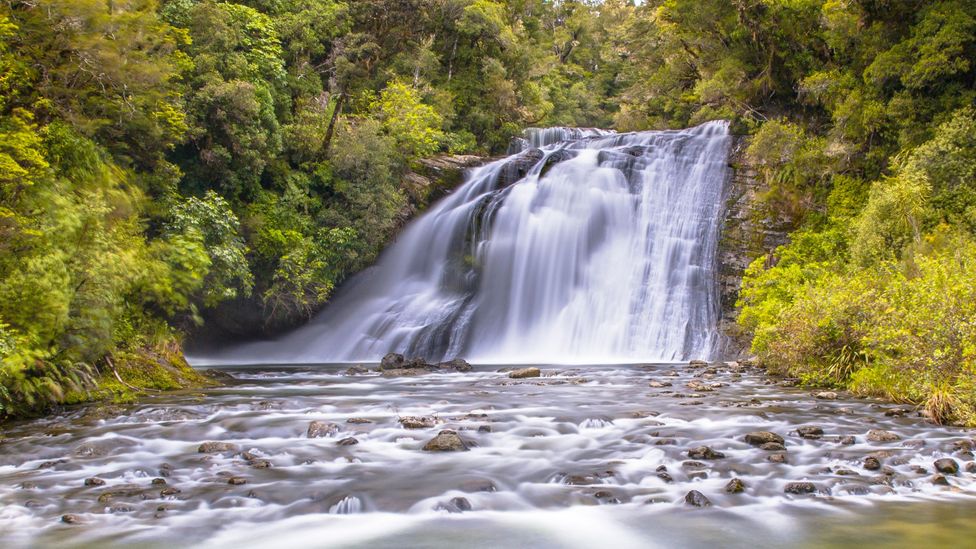 The Māori tribe protecting New Zealand’s sacred rainforest - BBC Travel