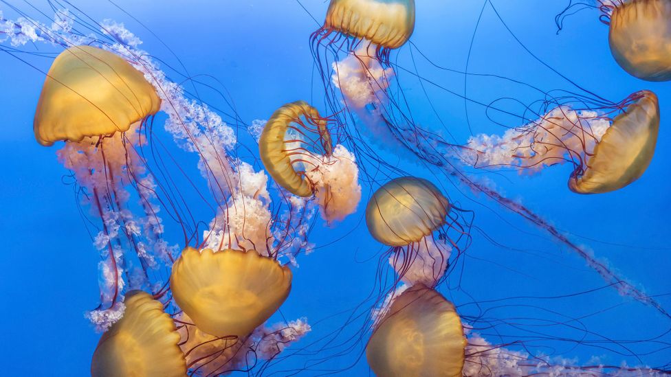 HMS Challenger: The voyage that birthed oceanography - BBC Travel