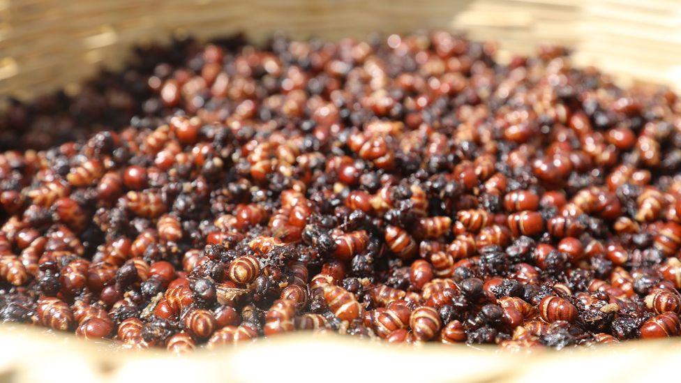 Is It Safe To Eat Ants PostureInfoHub