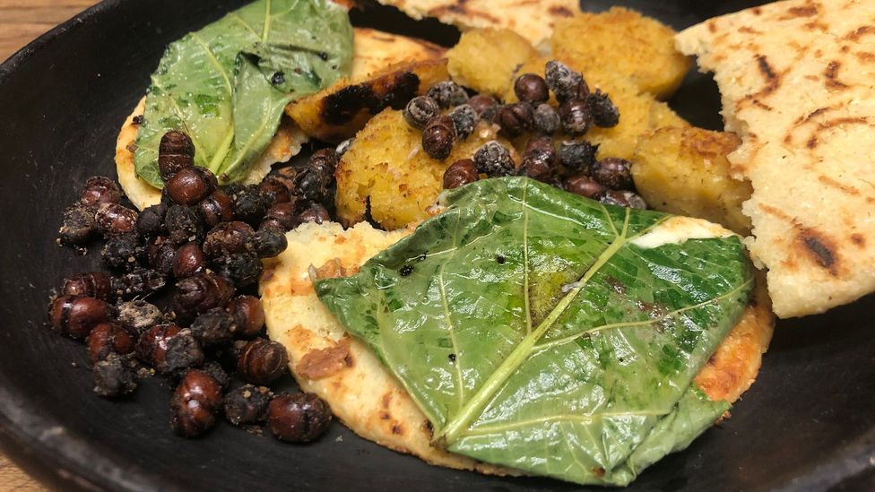 Could eating ants help us live longer? - BBC Travel