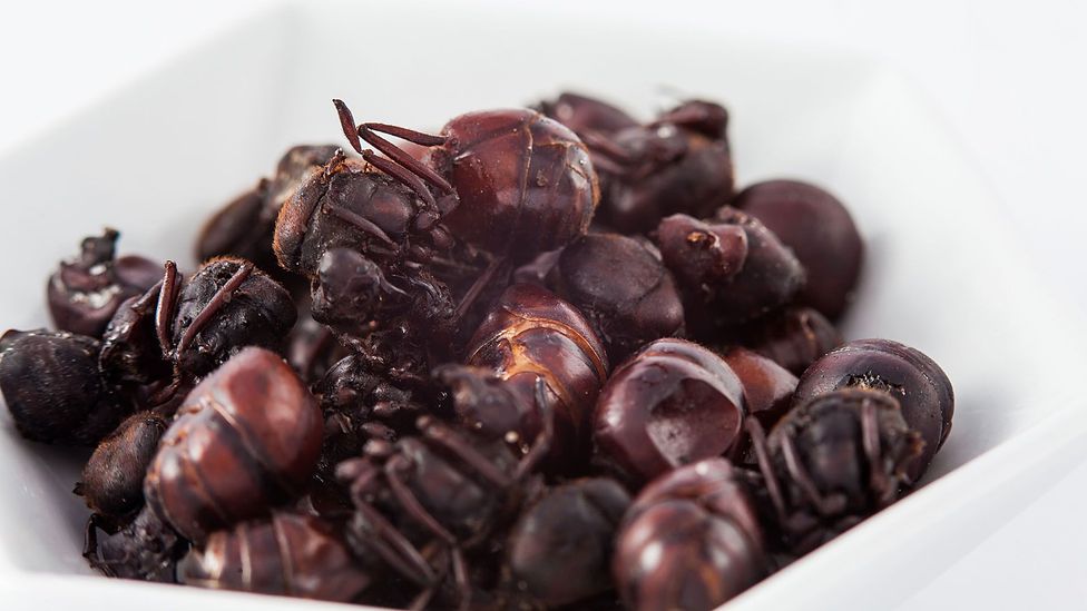 Could eating ants help us live longer? - BBC Travel