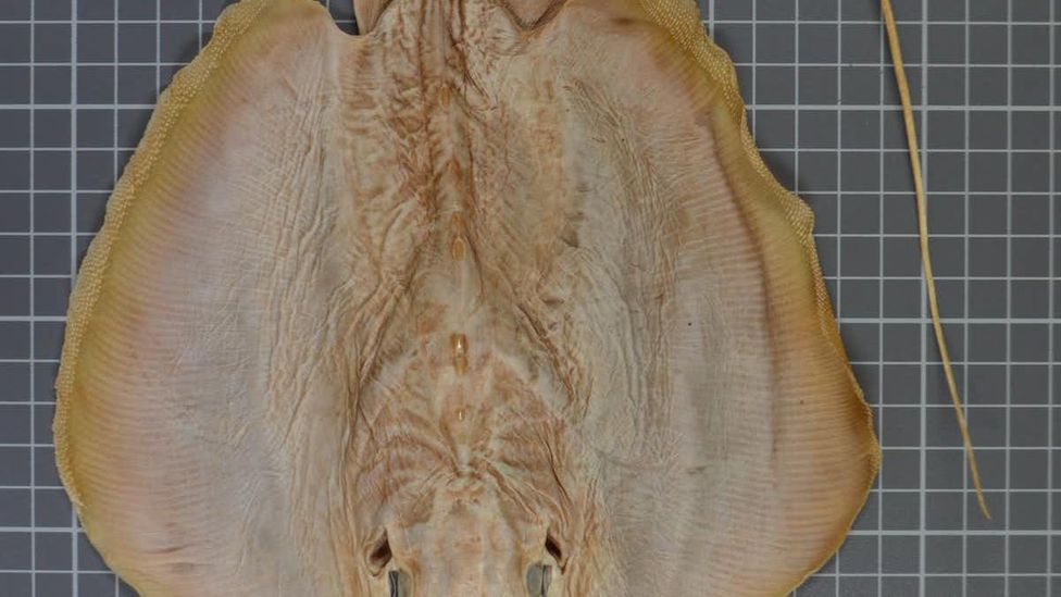 The unusual new species of stingray found in a jar - BBC Future