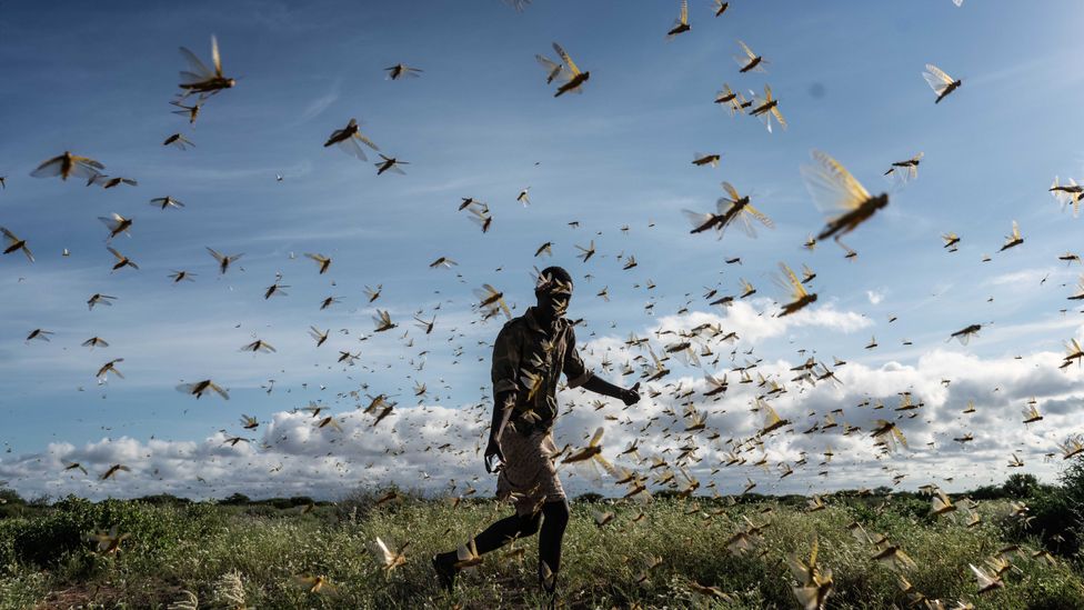 The Biblical Locust Plagues Of 2020 BBC Future The Biblical Locust Plagues Of 2020 BBC Future