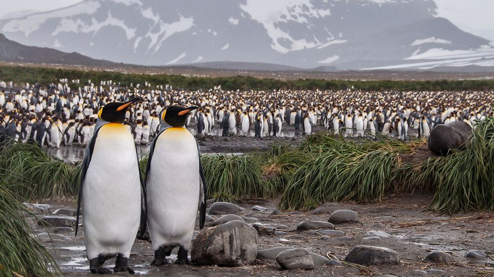 A food revolution in the Falklands - BBC Travel