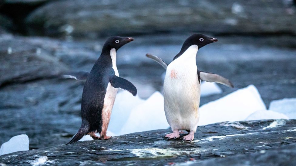 What will happen to the 7th continent? - BBC Travel