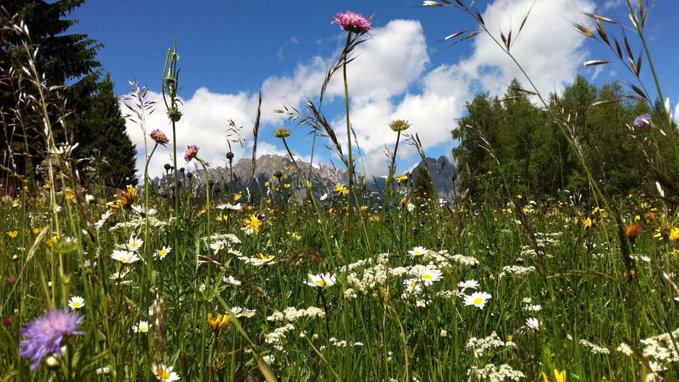 The birthplace of Alpine hay bathing - BBC Travel