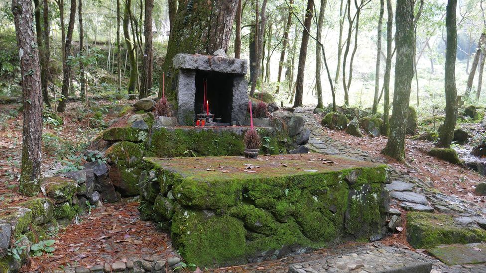 The tiny forests designed by feng shui - BBC Travel