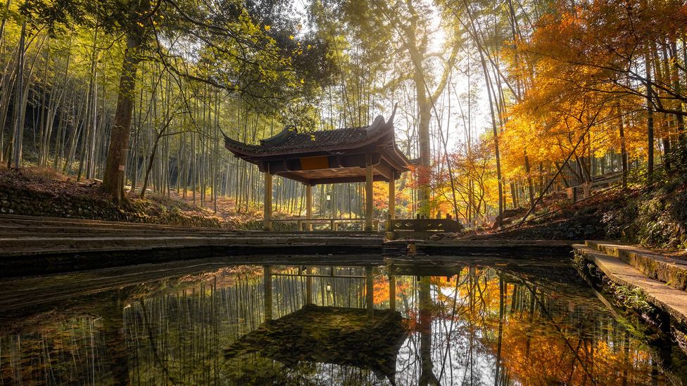 The tiny forests designed by feng shui - BBC Travel
