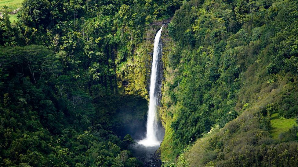 The odd Hawaiian fish that climbs cliffs - BBC Travel