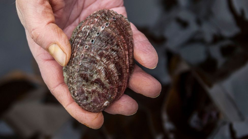 The UK seafood that could send you to jail - BBC Travel