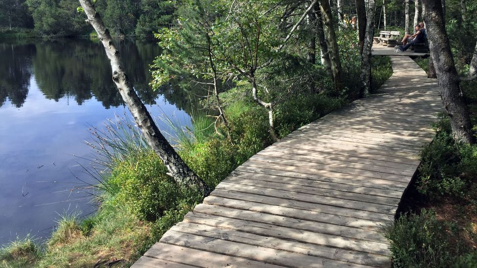 Waldeinsamkeit: Germany's cherished forest tradition - BBC Travel