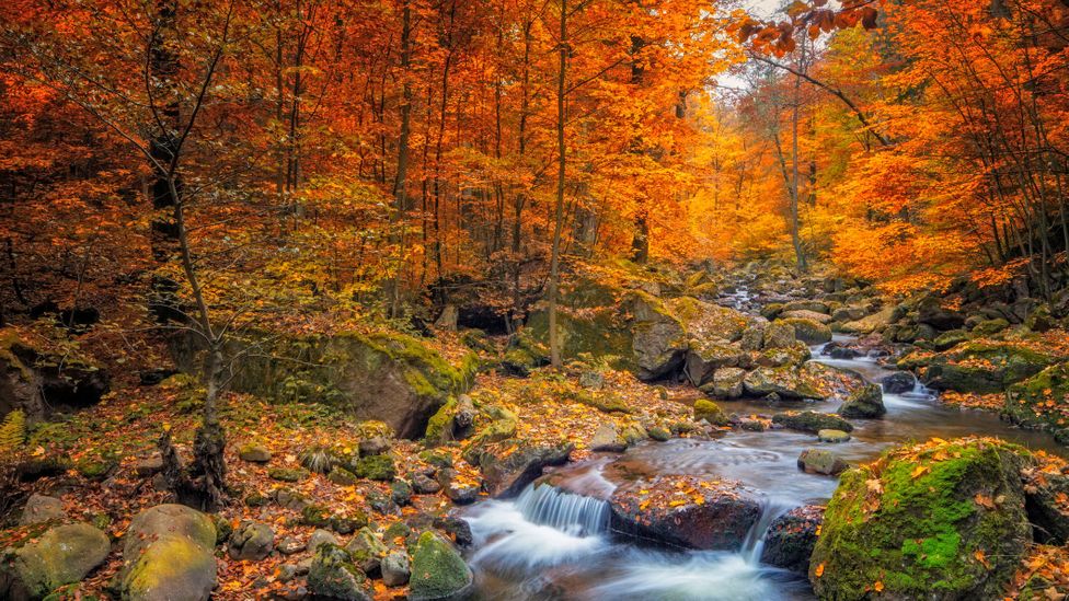 Waldeinsamkeit: Germany's cherished forest tradition - BBC Travel