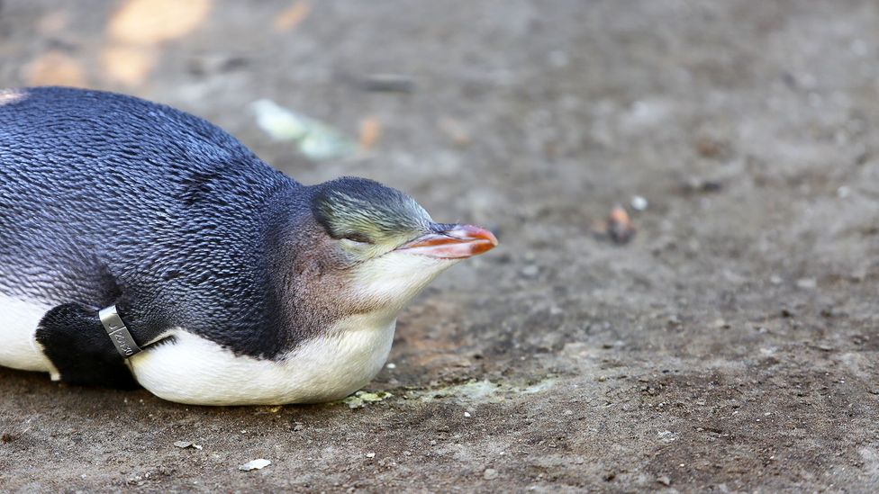 New Zealand's endangered penguin hospital - BBC Travel
