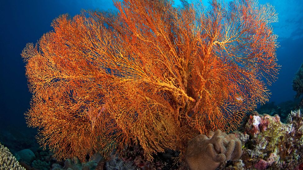 East Timor: A young nation reviving ancient laws - BBC Travel