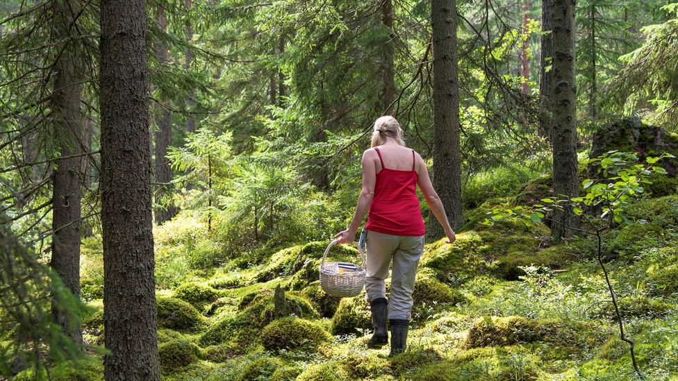 A Finnish drink with a heroic past - BBC Travel