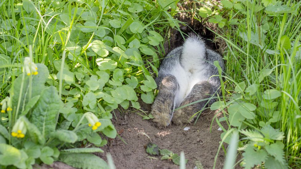 The hidden history behind our pets' most revolting habits - BBC Future