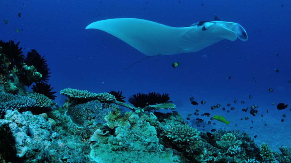 An extraordinary corner of the Great Barrier Reef - BBC Travel