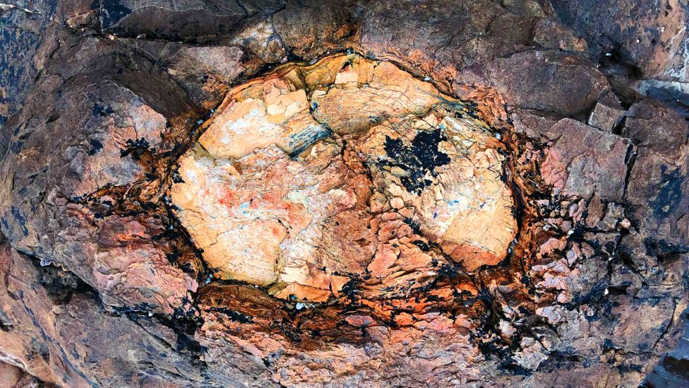 New Zealand's 180-million-year-old forest - BBC Travel