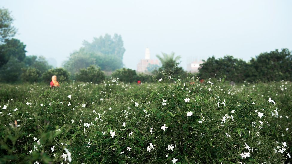 Shubra Beloula: The tiny Egyptian village few know - BBC Travel