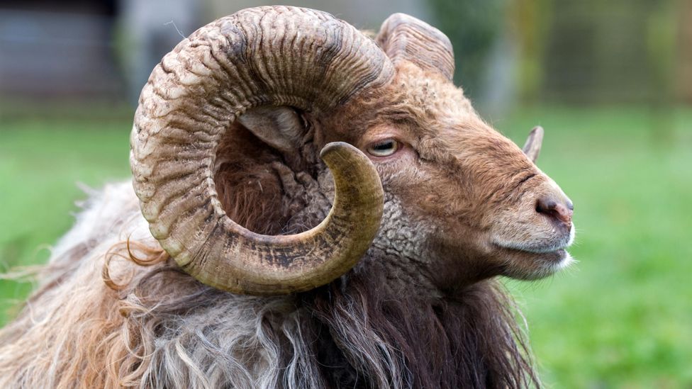 Scotland's rare seaweed-eating sheep - BBC Travel