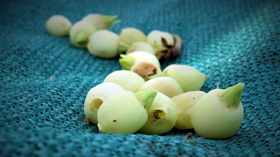 Mahua: The Indian liquor the British banned - BBC Travel